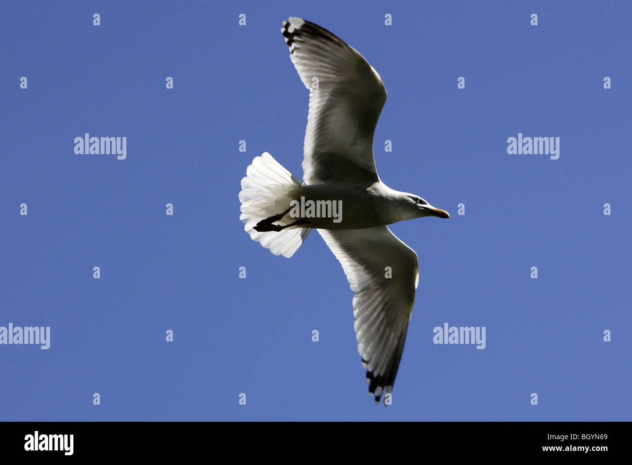 Seagull in flight Stock Photo - Alamy