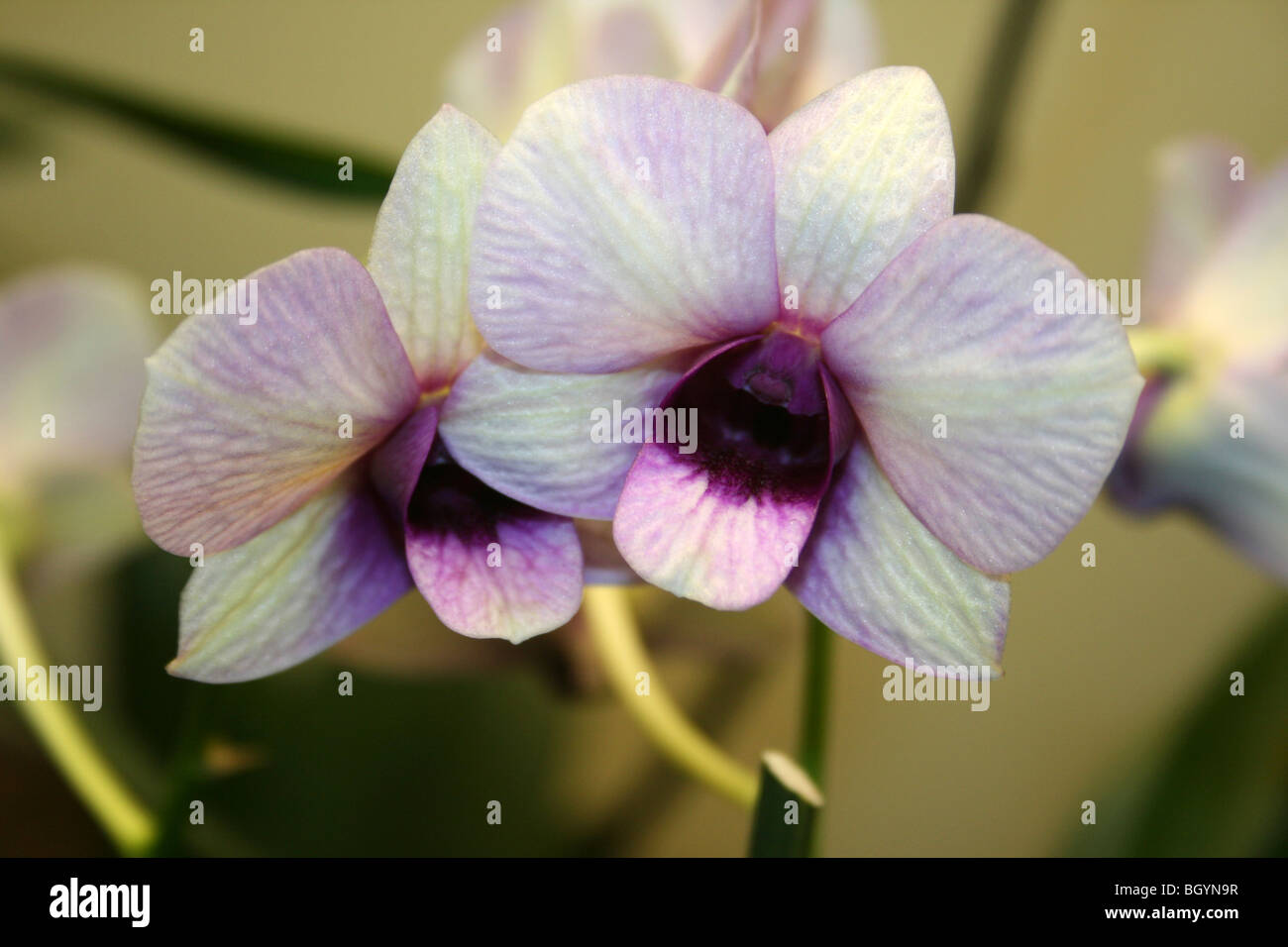 Dendrobium species hi-res stock photography and images - Alamy