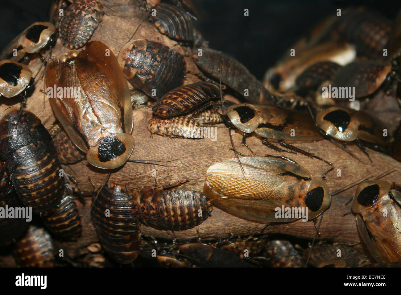 Discoid roach hi-res stock photography and images - Alamy