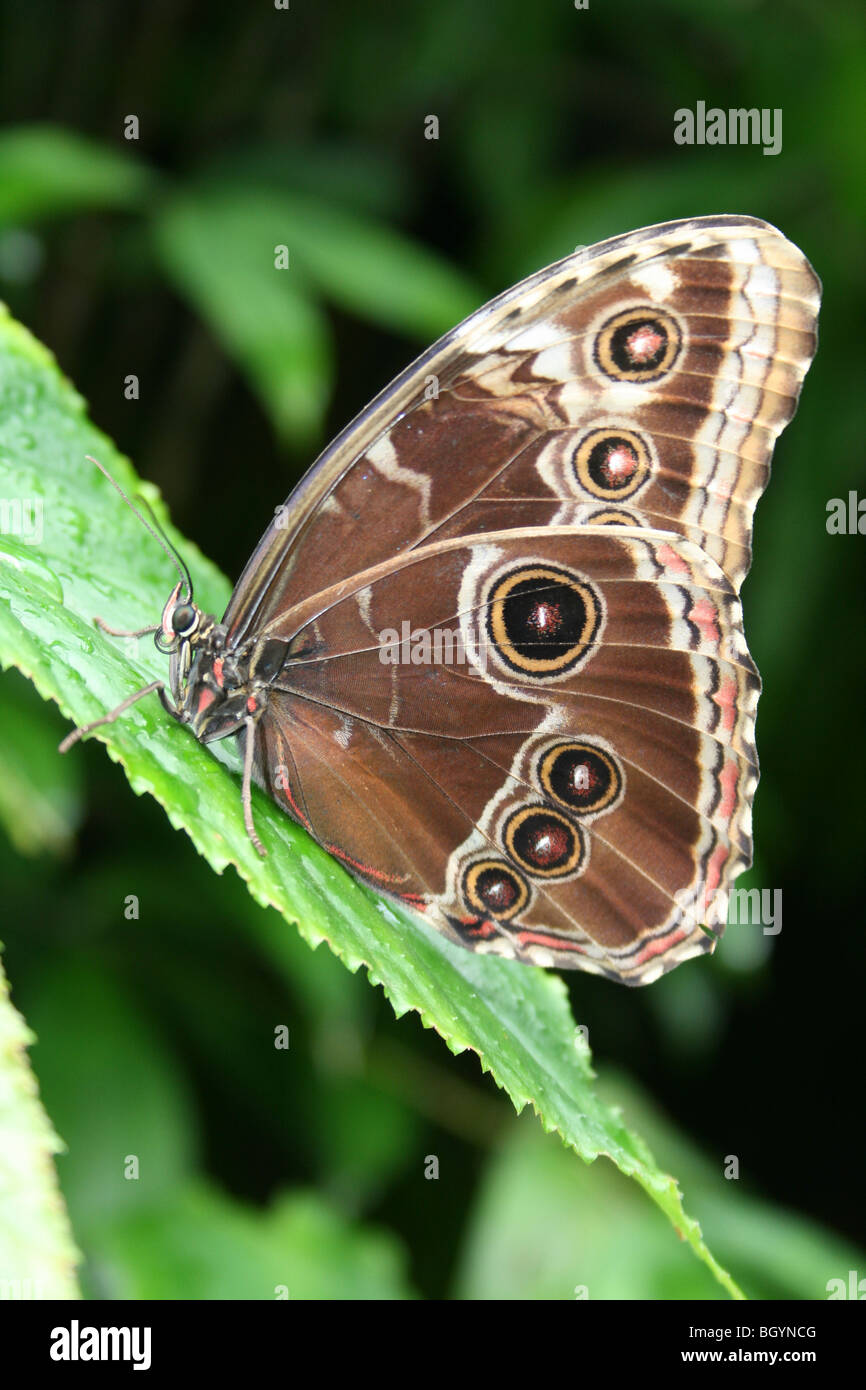 Peleides Blue Morpho Morpho peleides Butterfly With Folded Wings Taken ...