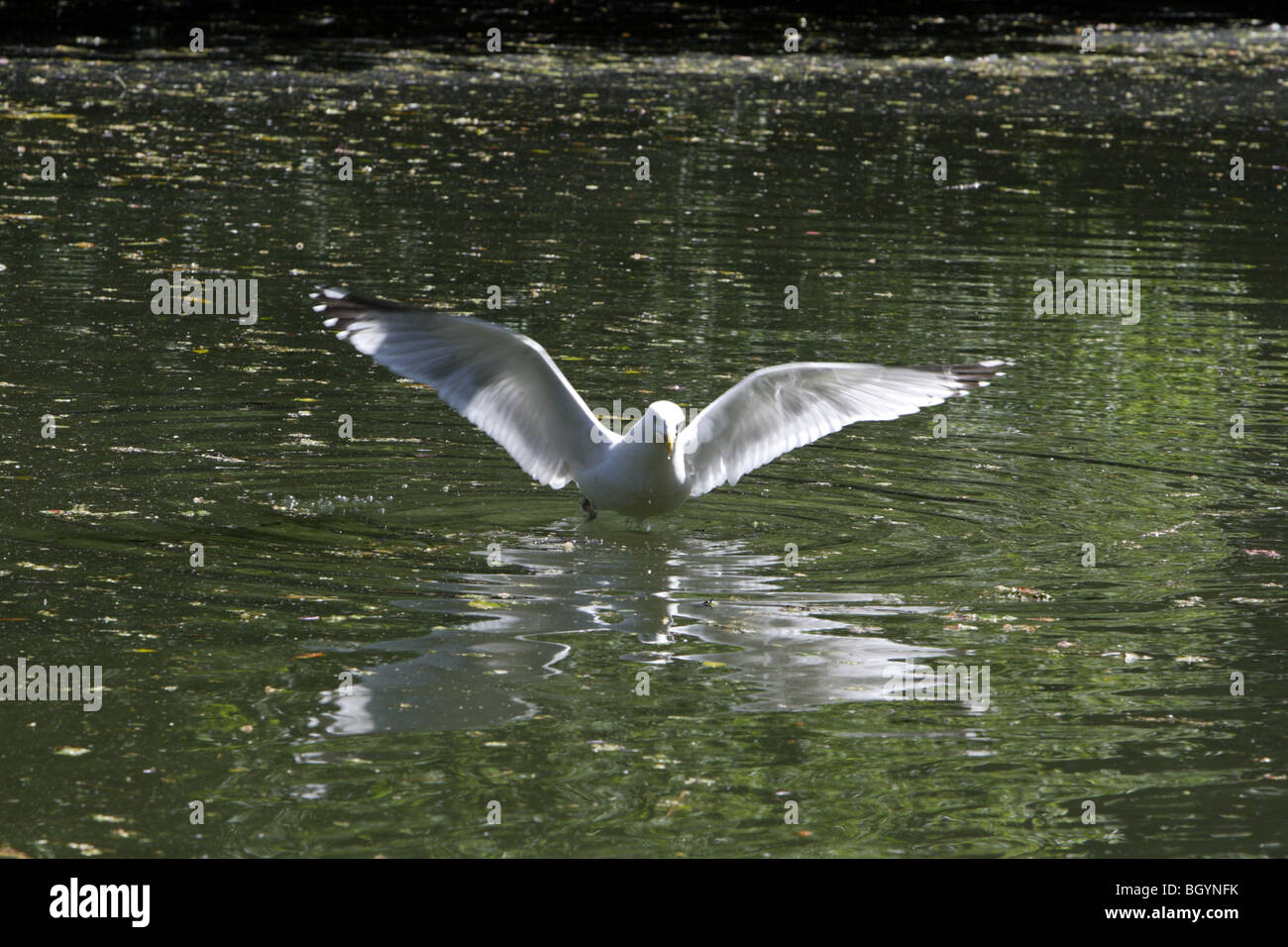 Seagull lift off Stock Photo - Alamy