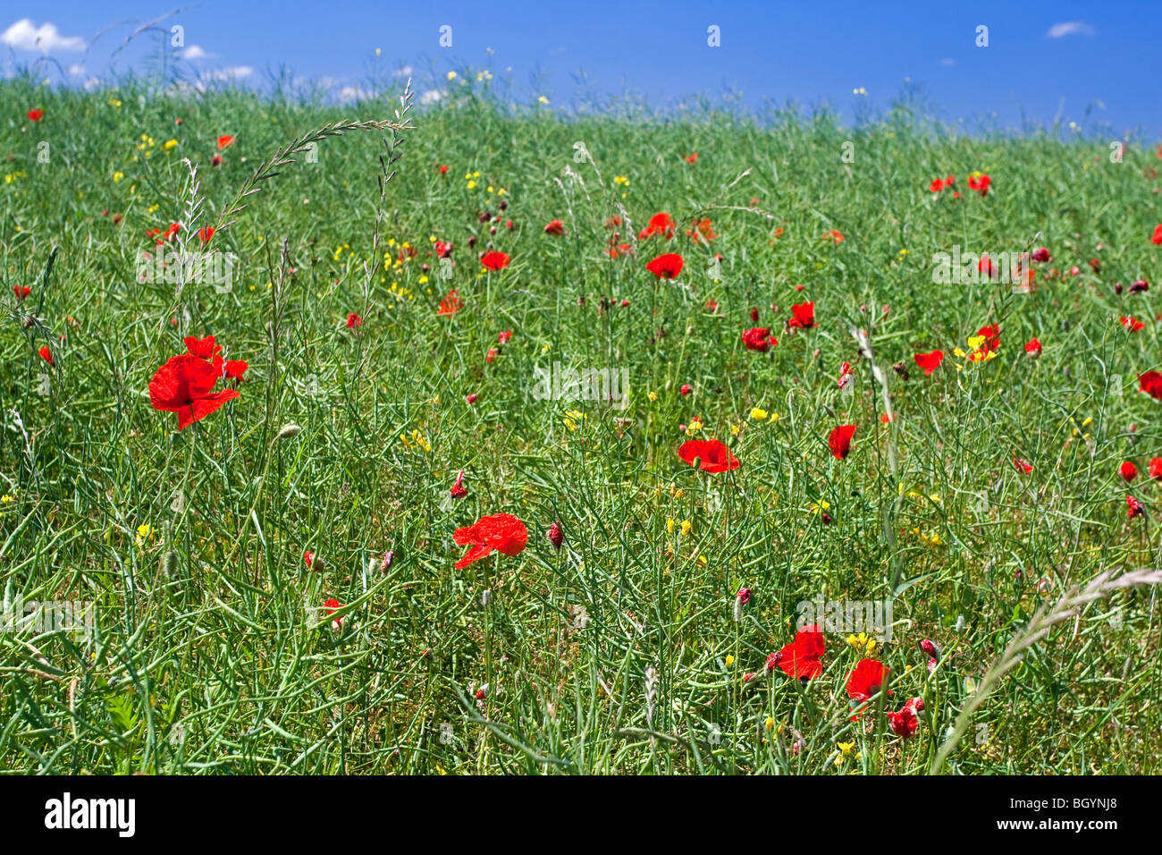 Red poppy flowers growing wild in a field in Derbyshire England UK ...