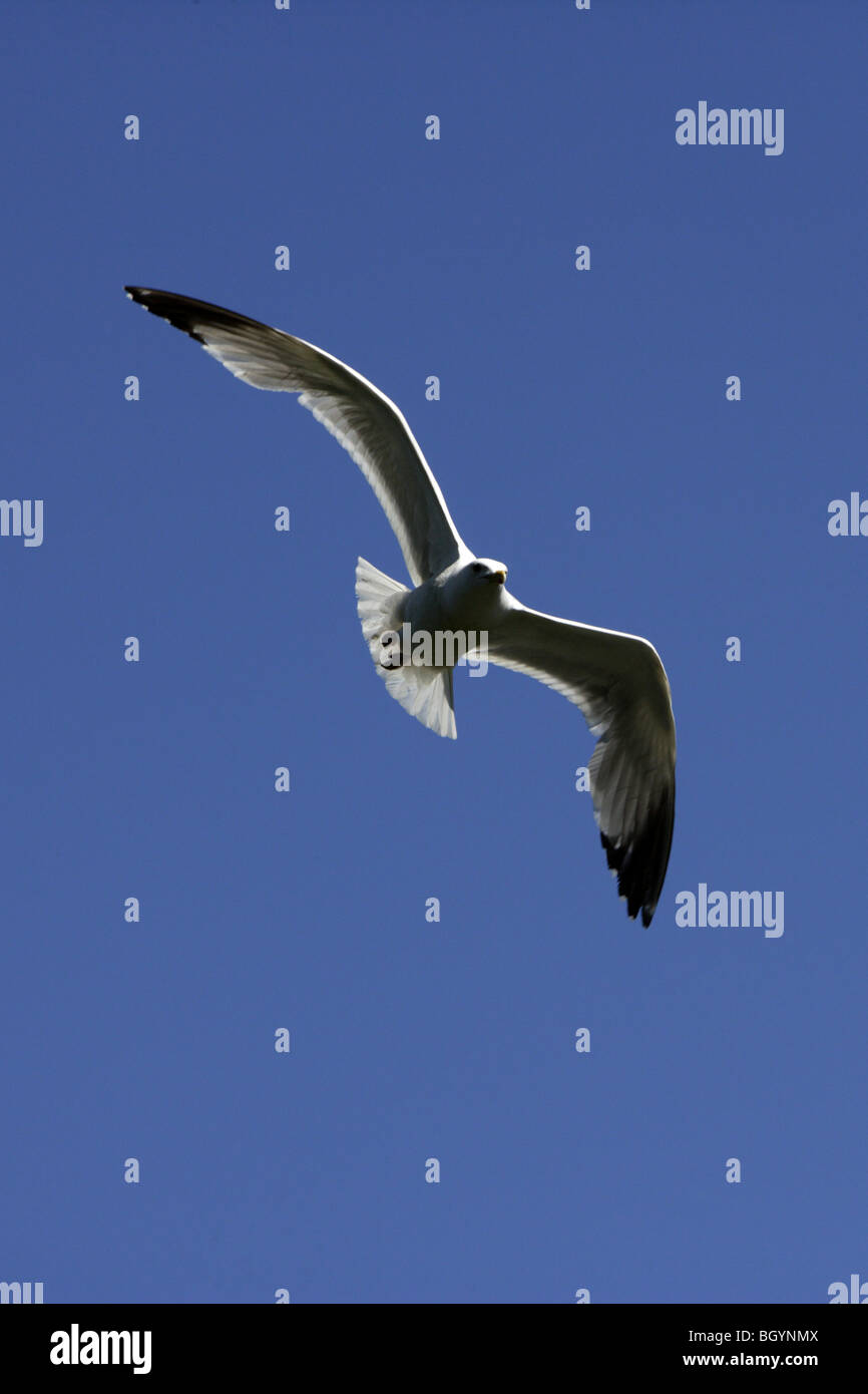 Seagull in flight Stock Photo - Alamy