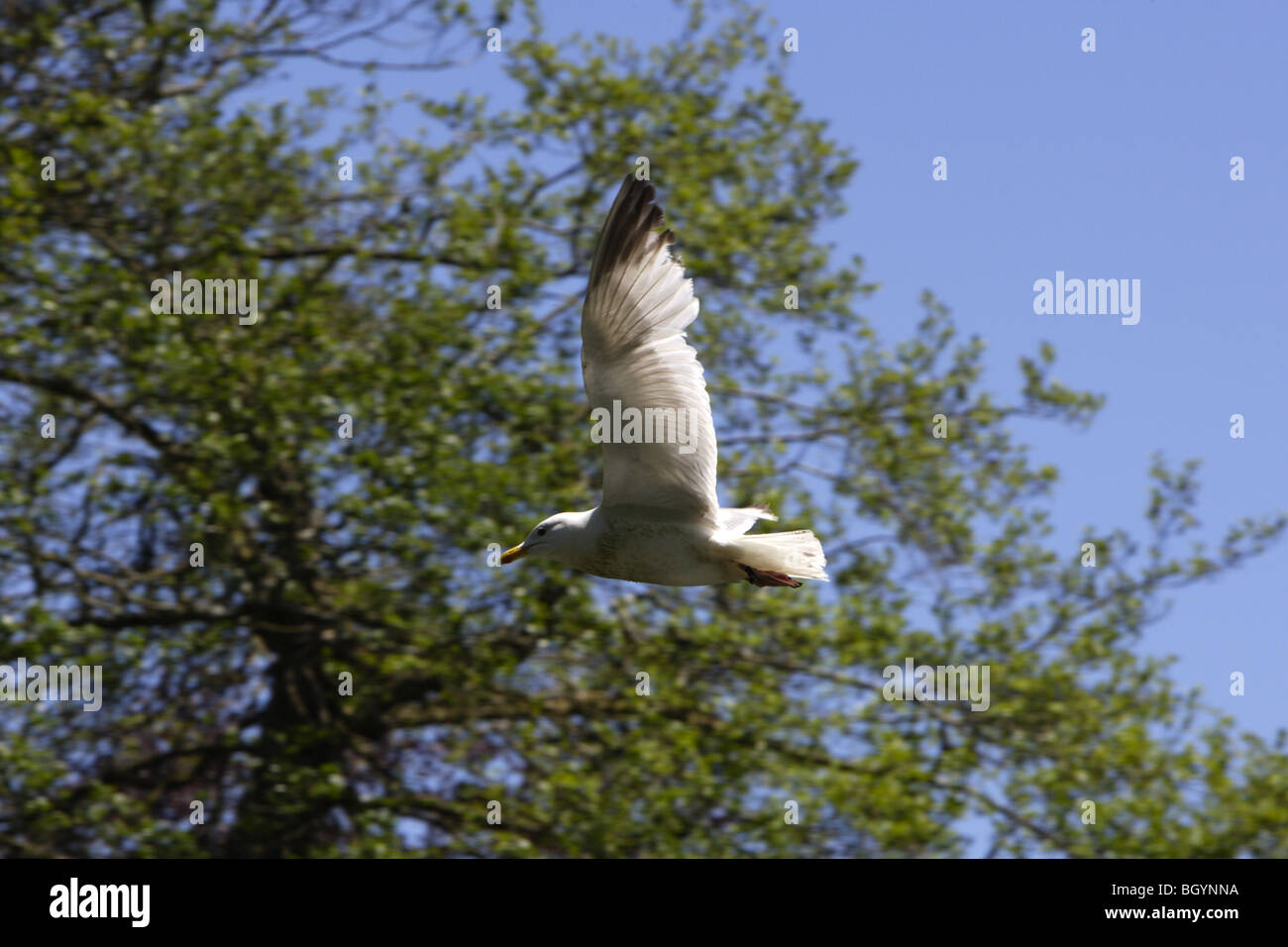 Seagull in fight Stock Photo - Alamy