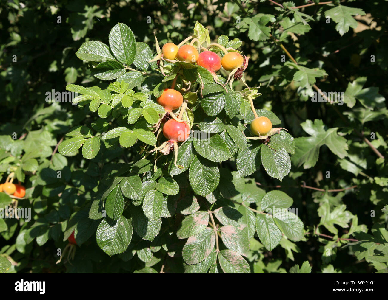 Rose field hi-res stock photography and images - Alamy