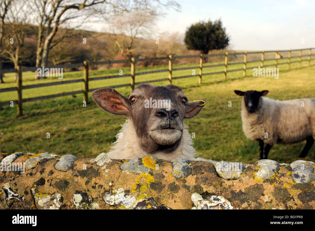 Sheep looking over a wall hi-res stock photography and images - Alamy
