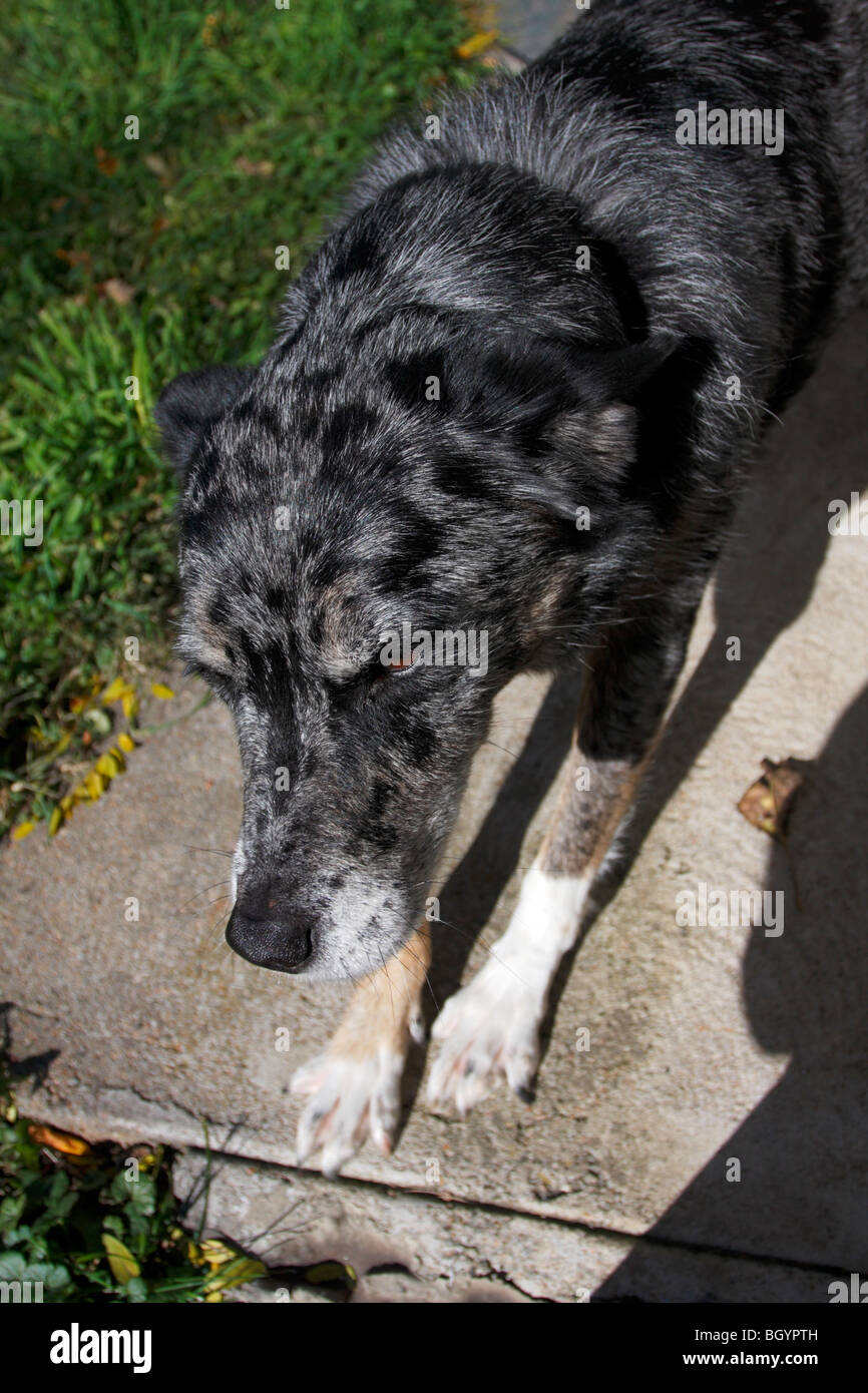 Australian shepherd blue heeler cross dog doing downward dog yoga ...