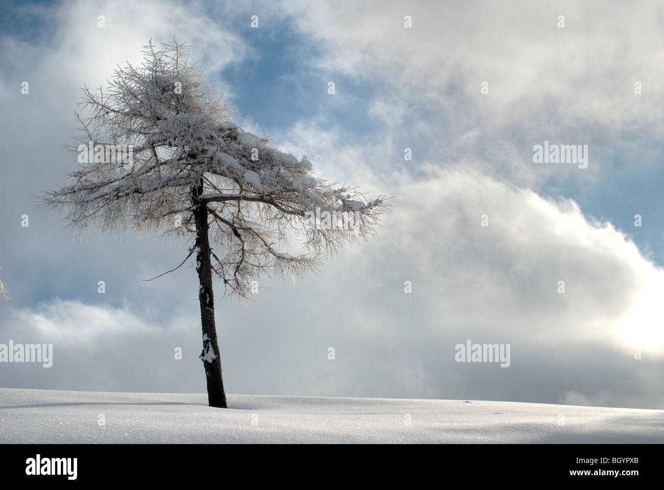 solitary tree in the snow Stock Photo - Alamy