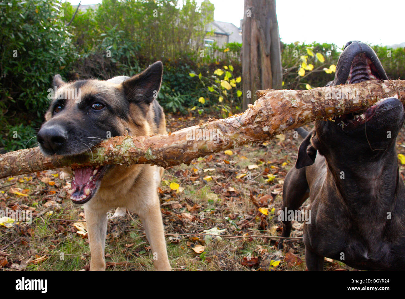 Staffordshire bull terrier teeth hi-res stock photography and images ...