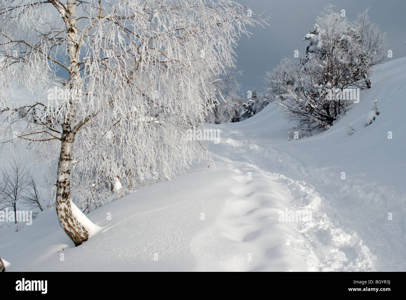 snowy mountain path,mottarone,piedmont,italy Stock Photo - Alamy