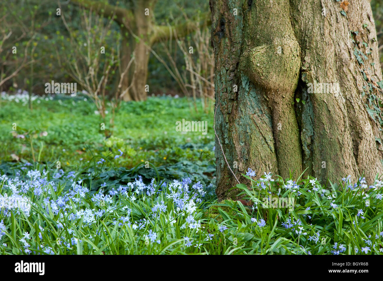 Bluebells growing under tree trunk hi-res stock photography and images ...