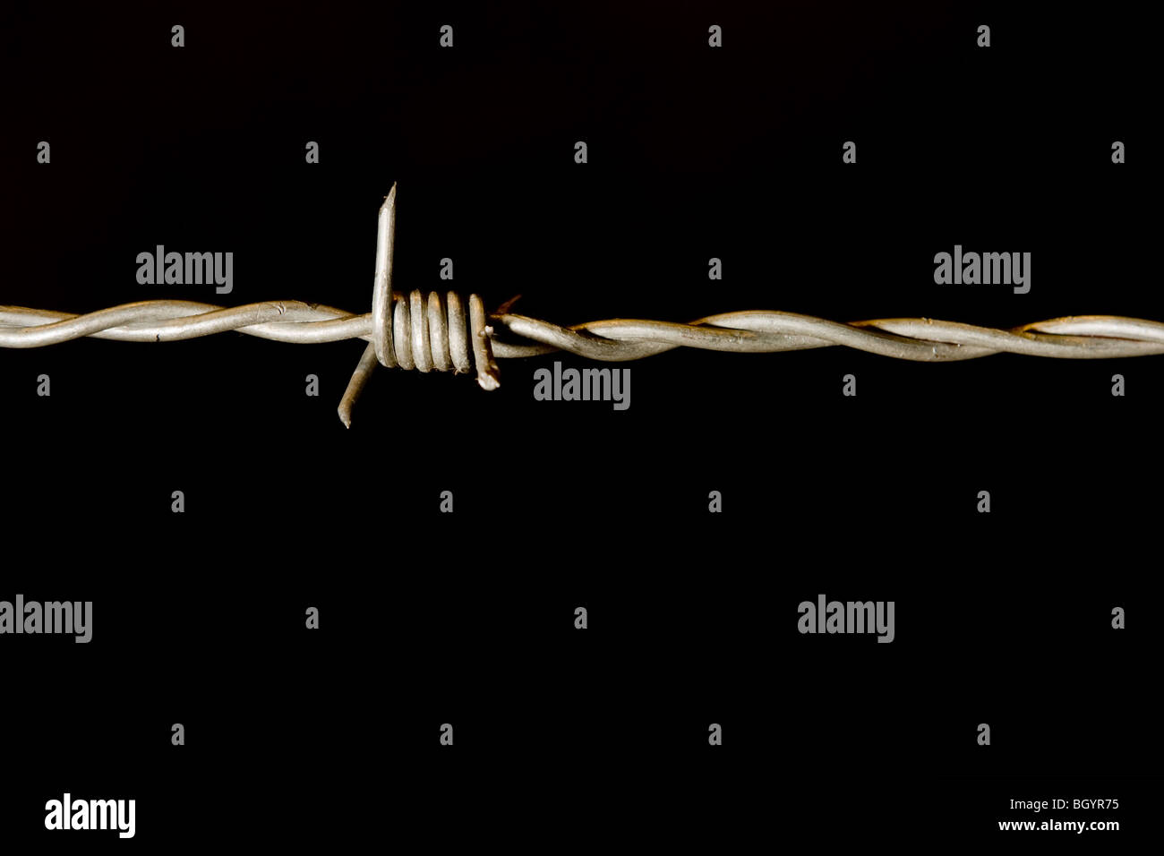 Single spike of barbed wire, symbol of freedom Stock Photo - Alamy