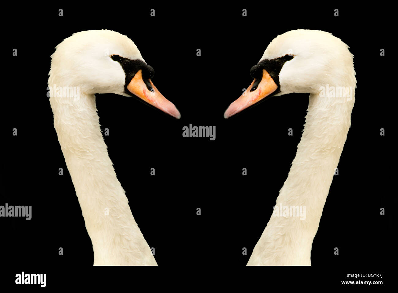 Two swan heads hi-res stock photography and images - Alamy