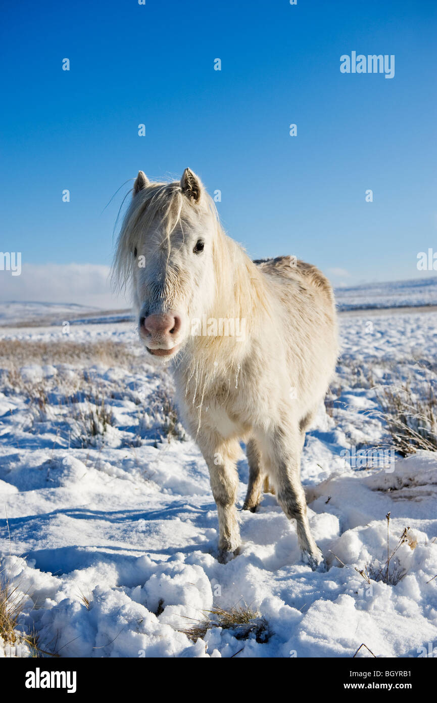 Welsh pony snow hi-res stock photography and images - Alamy