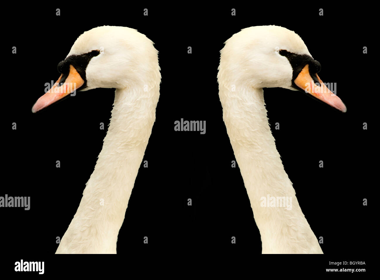 Two swan heads hi-res stock photography and images - Alamy