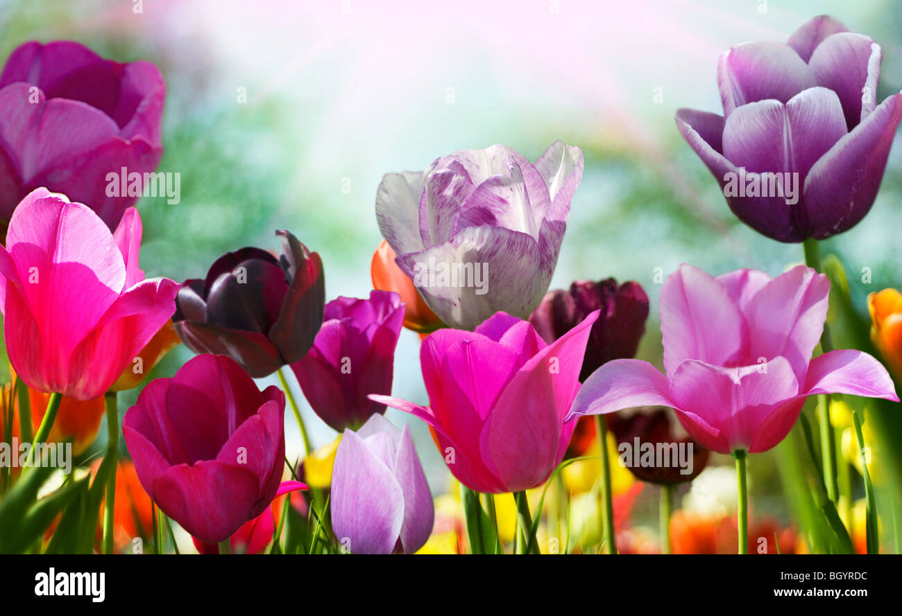 Beautiful spring flowers Stock Photo - Alamy