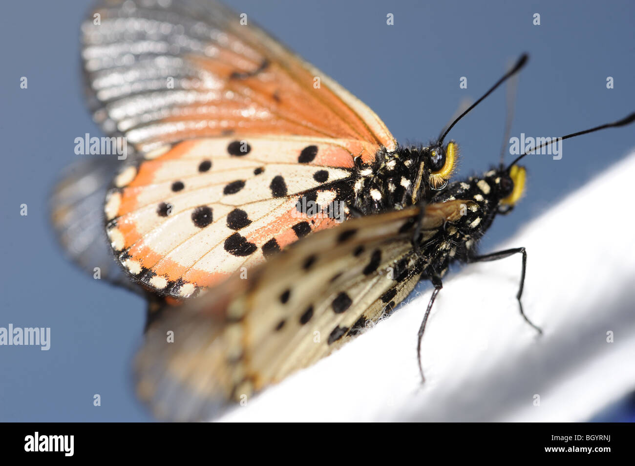 Acraea Horta butterflies mating Stock Photo - Alamy
