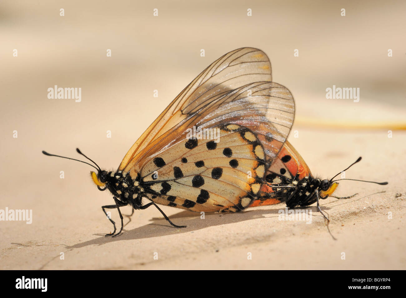Acraea horta hi-res stock photography and images - Alamy