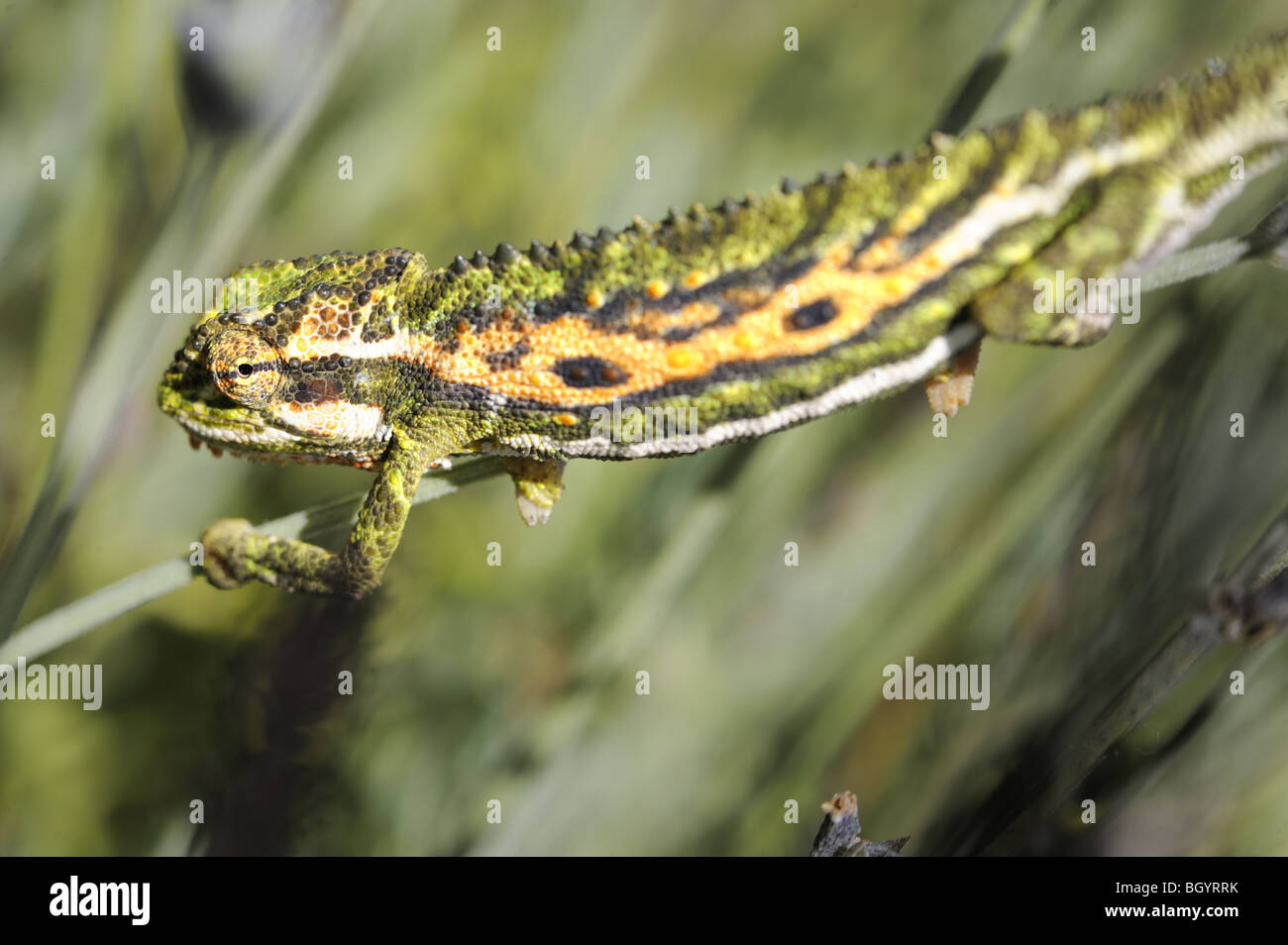 Cape Dwarf Chameleon in Lavender Plant Stock Photo - Alamy