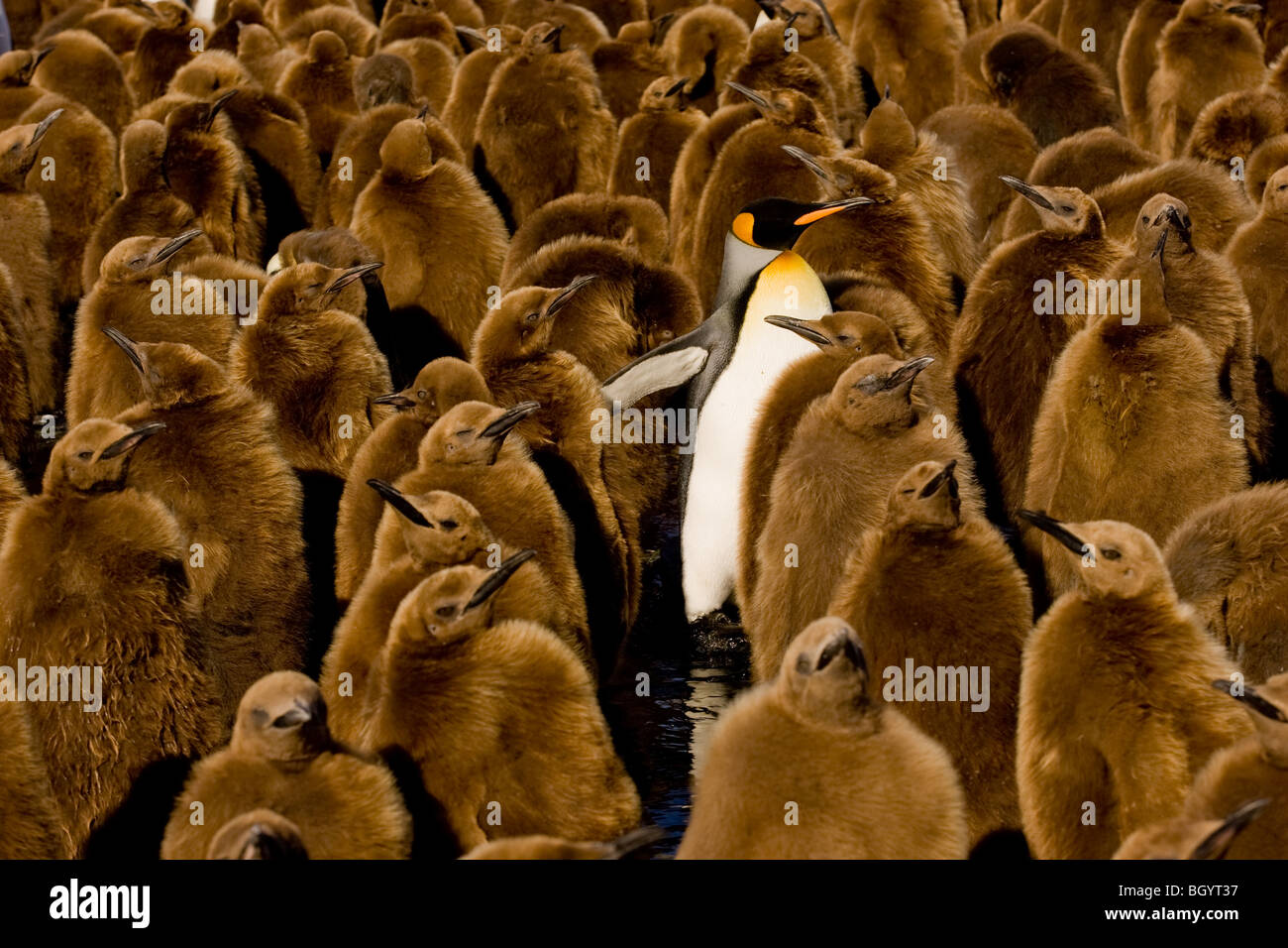 Molted gold hi-res stock photography and images - Alamy