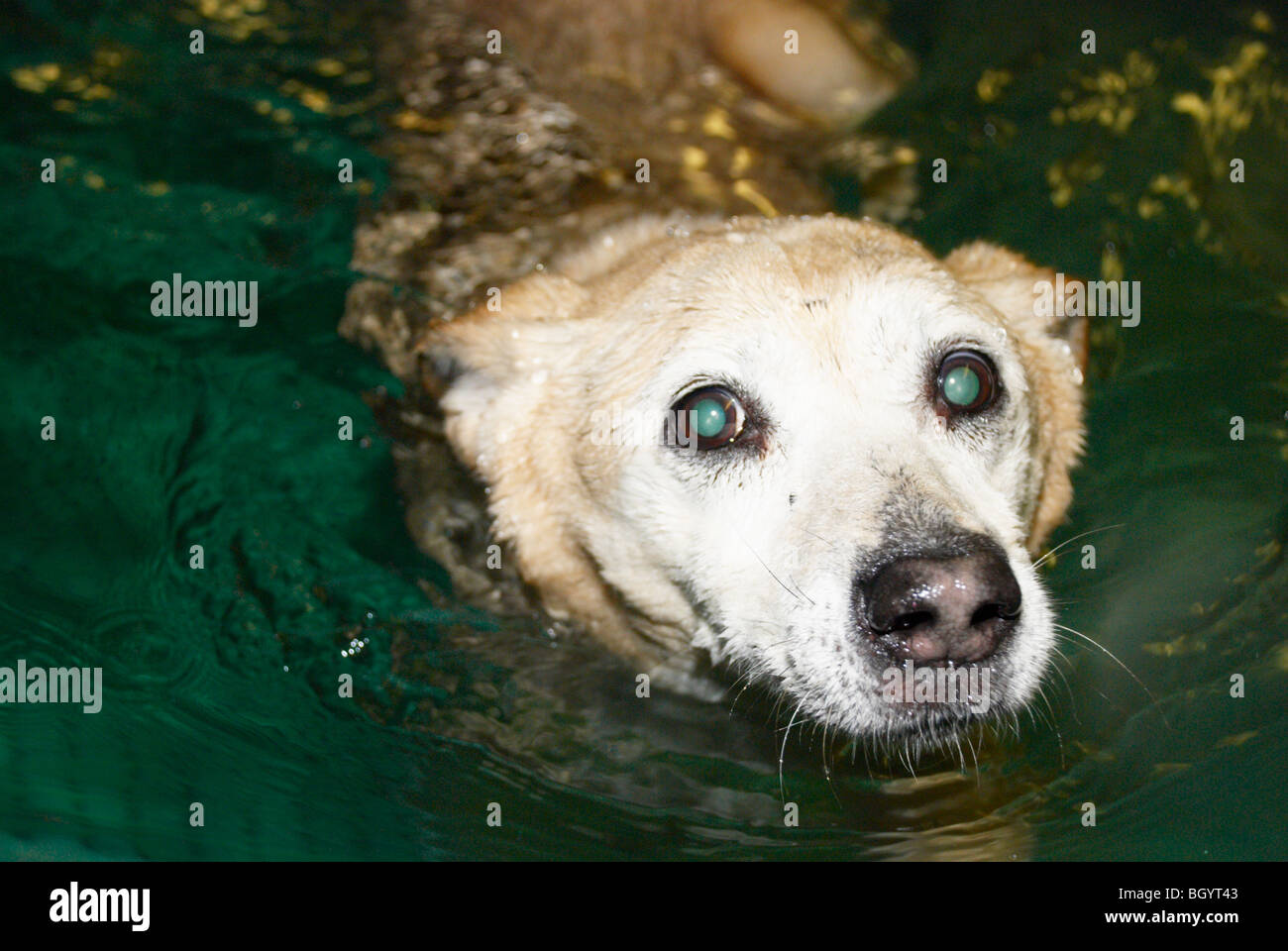 Ruby swimming in doggie in hydrotherapy pool Stock Photo - Alamy