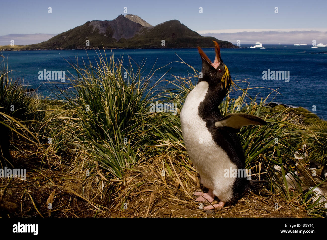 Bird eudyptes chrysolophus macaroni penguin colony hi-res stock ...
