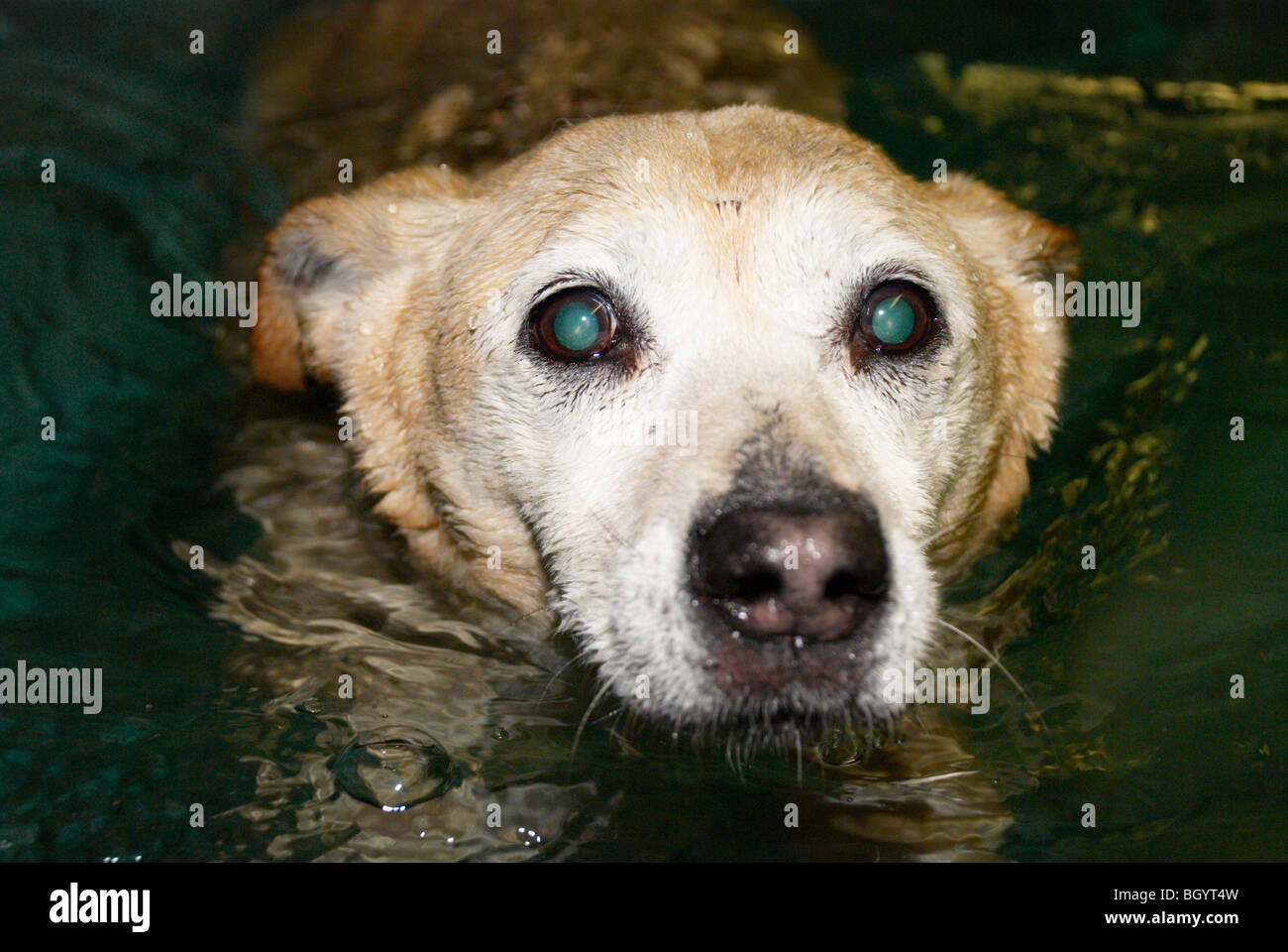 Ruby swimming in doggie in hydrotherapy pool Stock Photo - Alamy