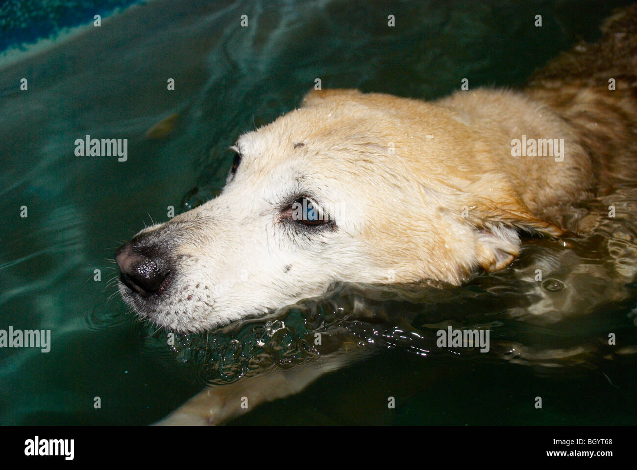 Ruby swimming in doggie in hydrotherapy pool Stock Photo - Alamy