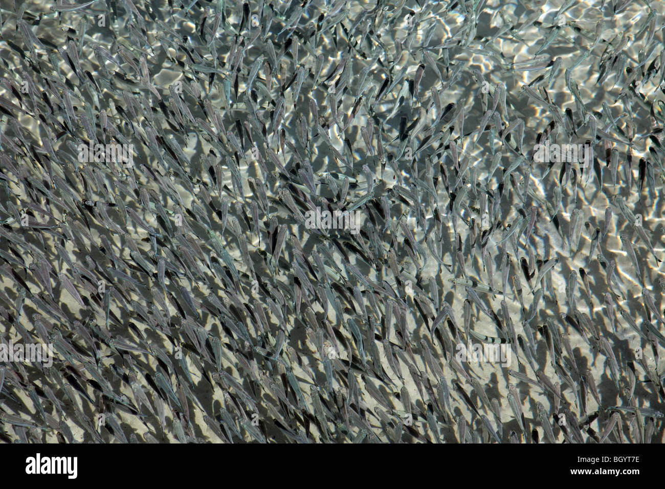Baby fish swimming hi-res stock photography and images - Alamy