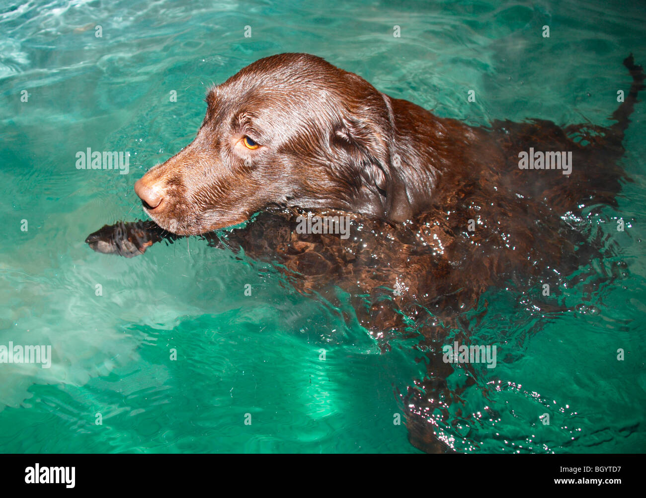 chocolate lab / retriever swimming in hydro therapy pool Stock Photo ...