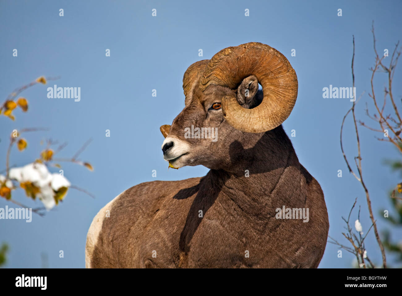 Sheep animal ram livestock hi-res stock photography and images - Alamy