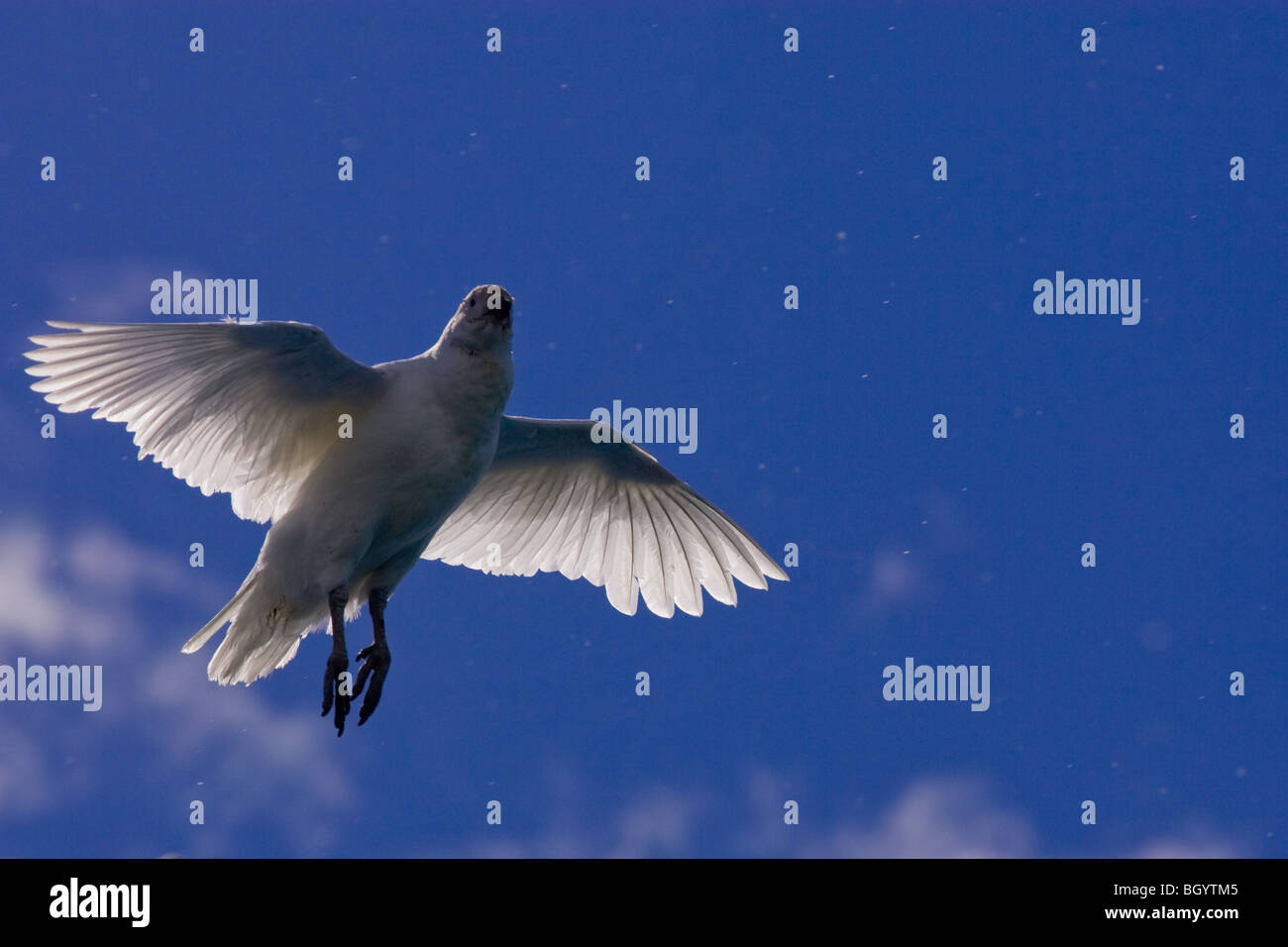 Greater sheathbill hi-res stock photography and images - Alamy