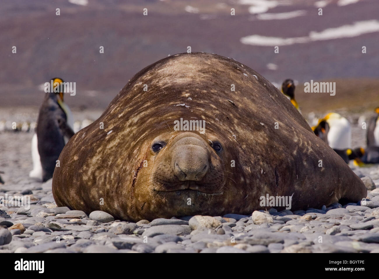Elephant Seal sunbathing in South Georgia Stock Photo - Alamy