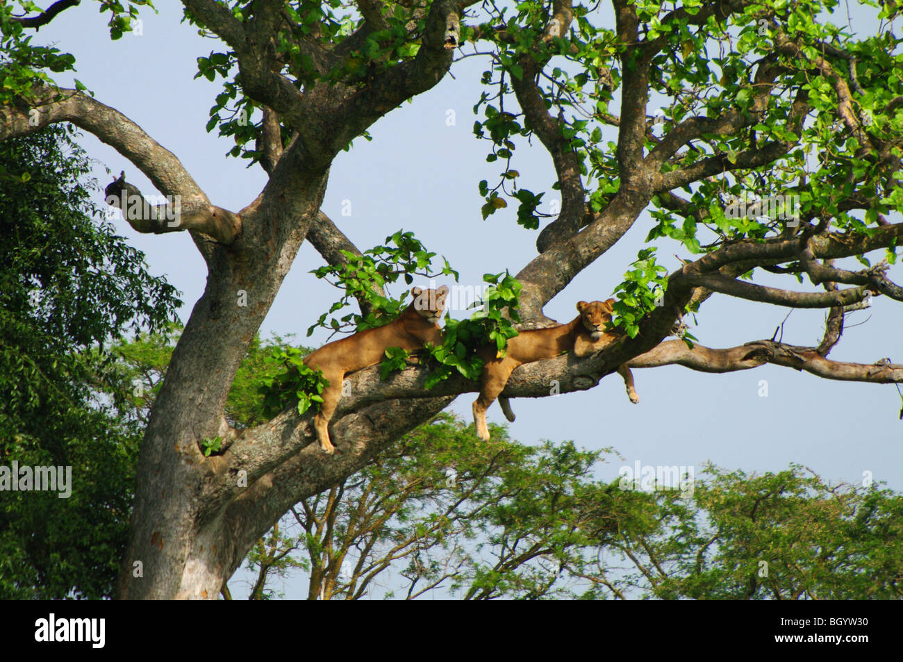Tree climbing lions uganda hi-res stock photography and images - Alamy
