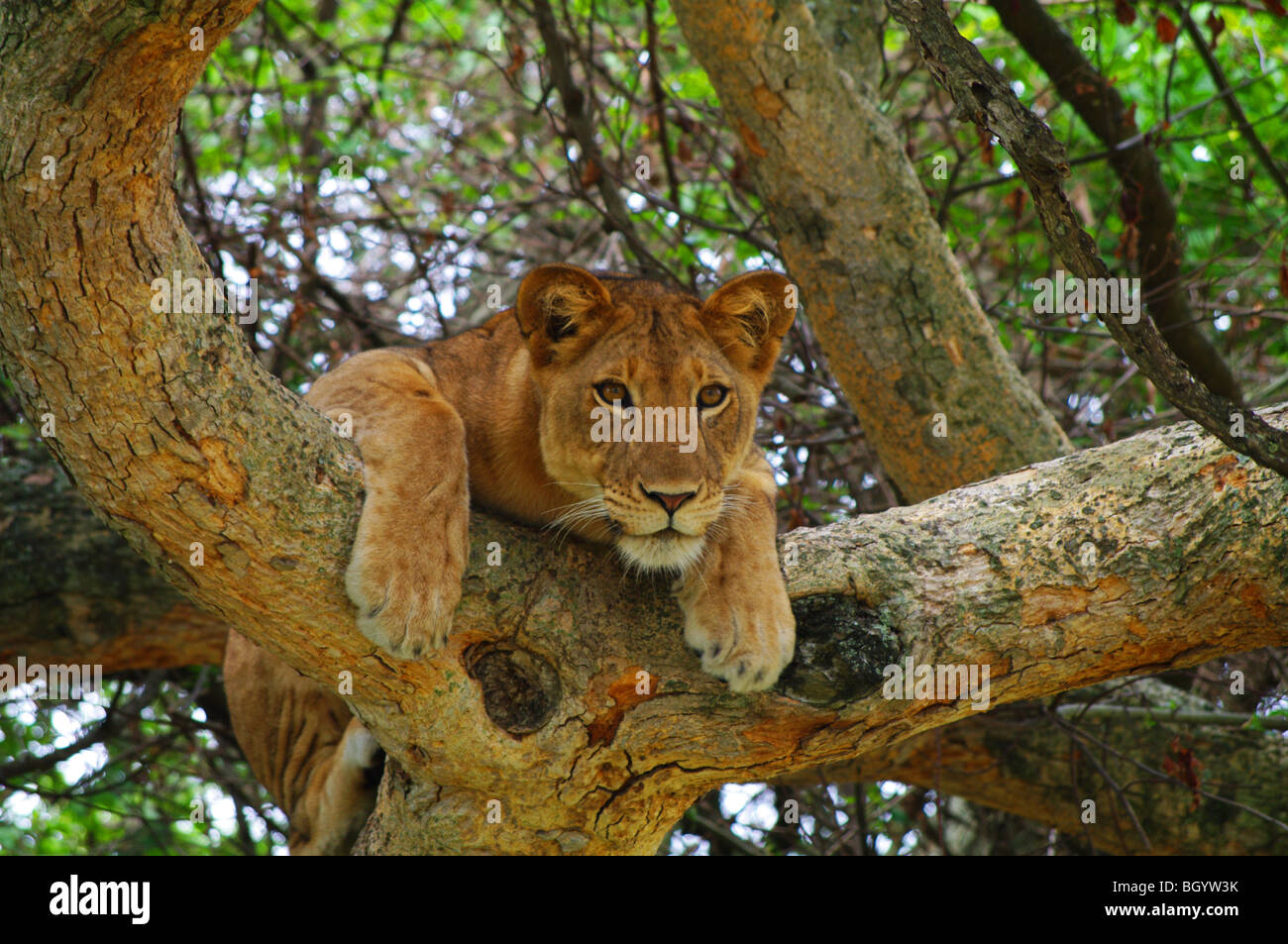 Tree climbing lion hi-res stock photography and images - Alamy