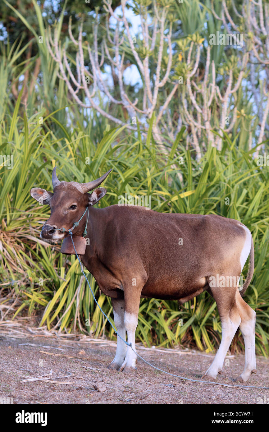 Cow horns bell hi-res stock photography and images - Alamy
