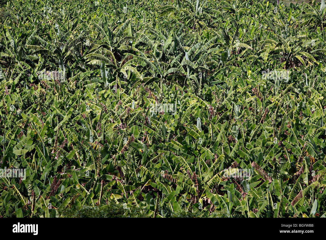 Banana plantation, Dominican Republic Stock Photo - Alamy