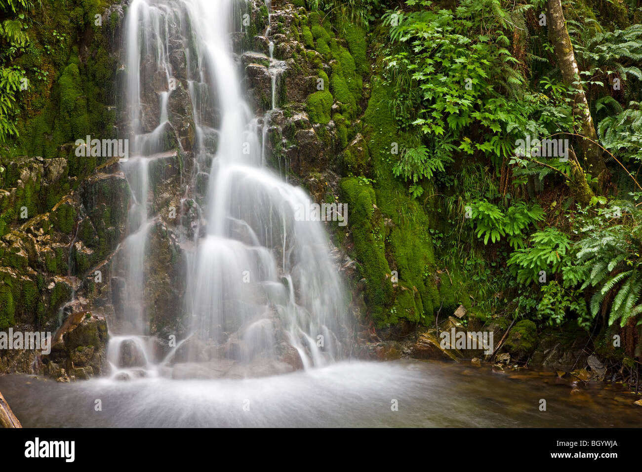 Waterfall in the rainforest near Port Alice, Northern Vancouver Island ...