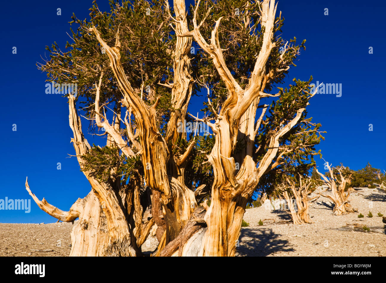 Ancient Bristlecone Pines (Pinus longaeva) in the Patriarch Grove ...