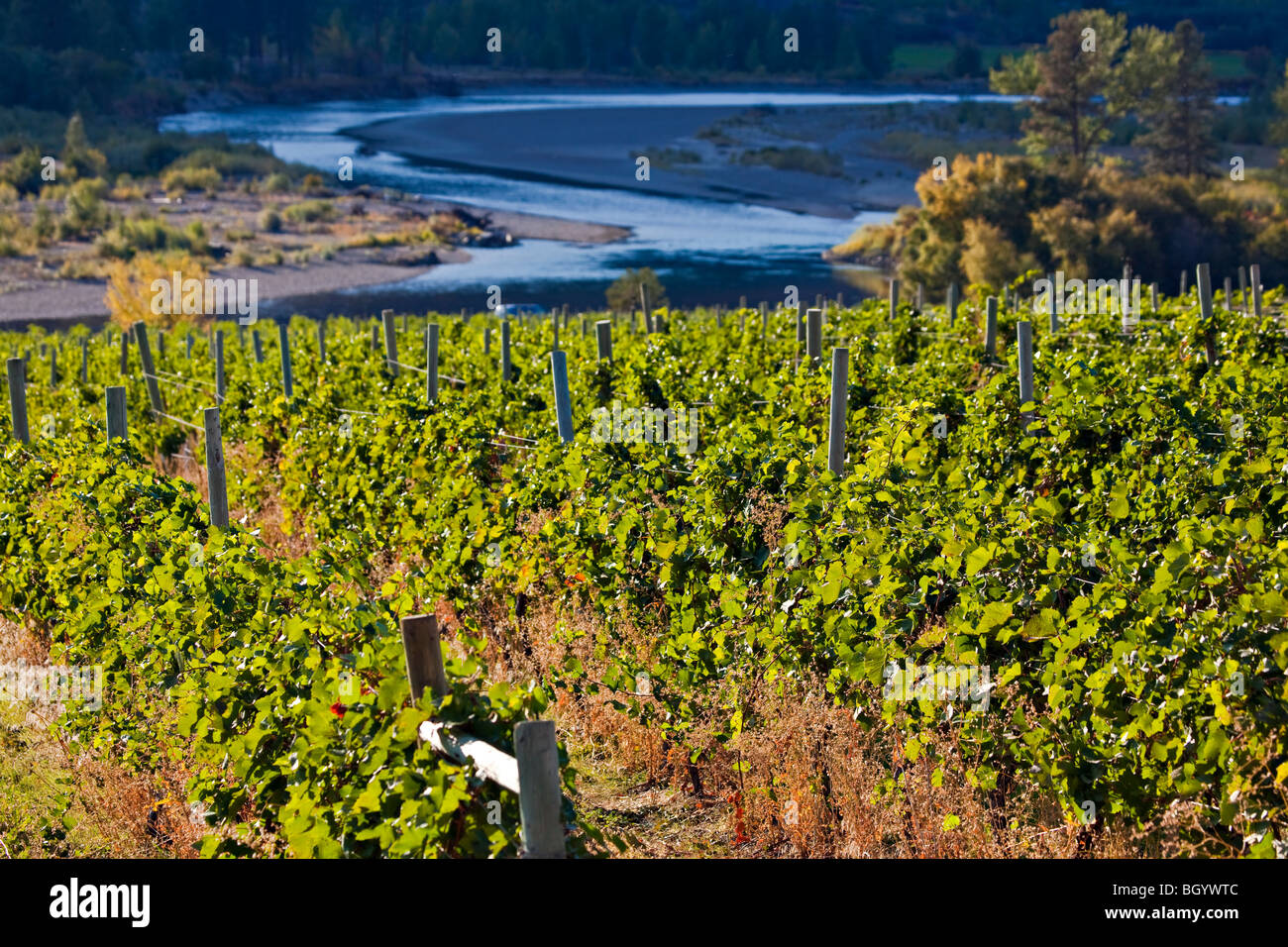Rows of grapevines growing at a vineyard in the Similkameen River ...
