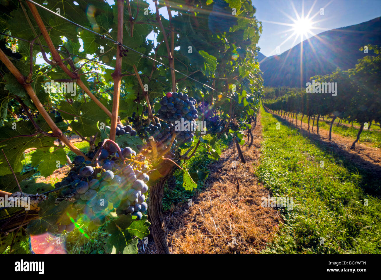 Clusters of grapes growing on grapevines at a vineyard along Highway 3 ...