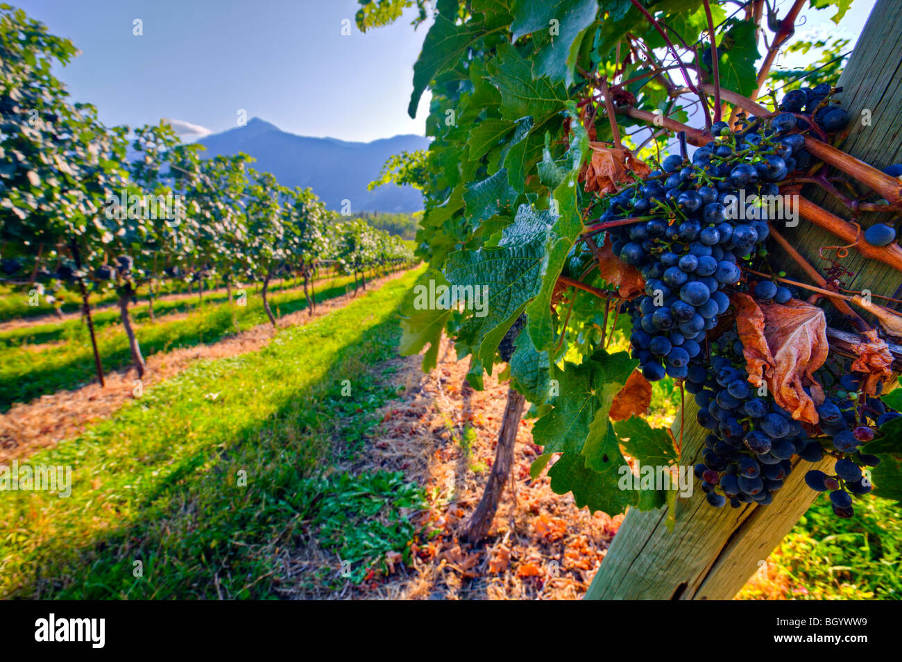 Clusters of grapes growing on grapevines at a vineyard along Highway 3 ...