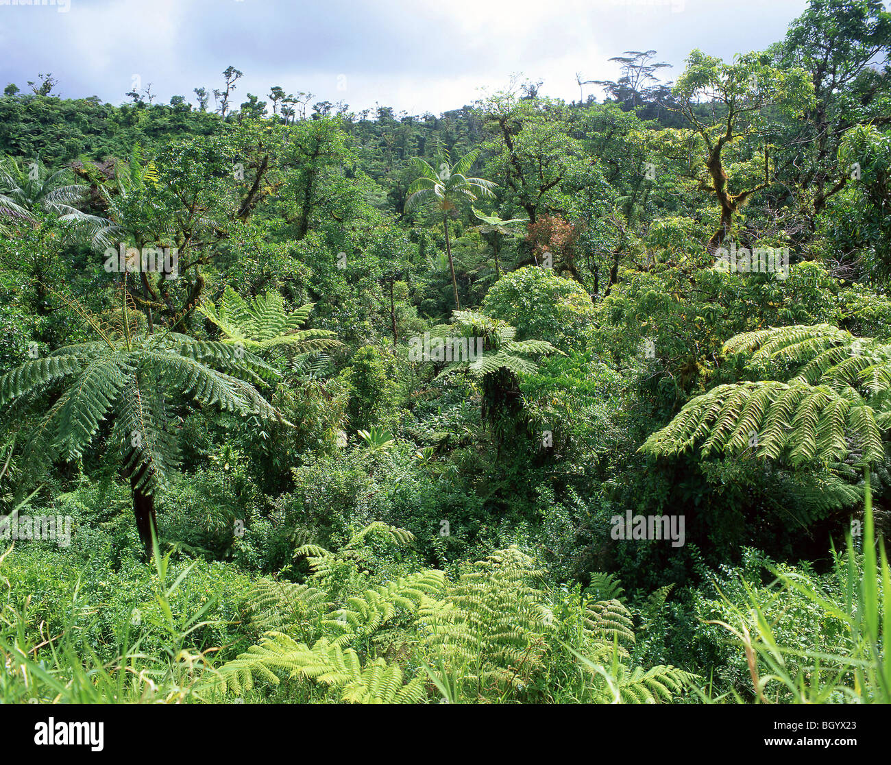 Native bush, Upolu Island, Samoa Stock Photo - Alamy