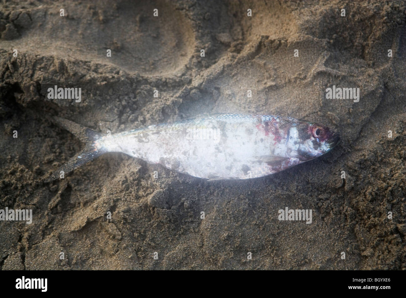 Dead Fish on the Beach in the Sand Stock Photo - Alamy