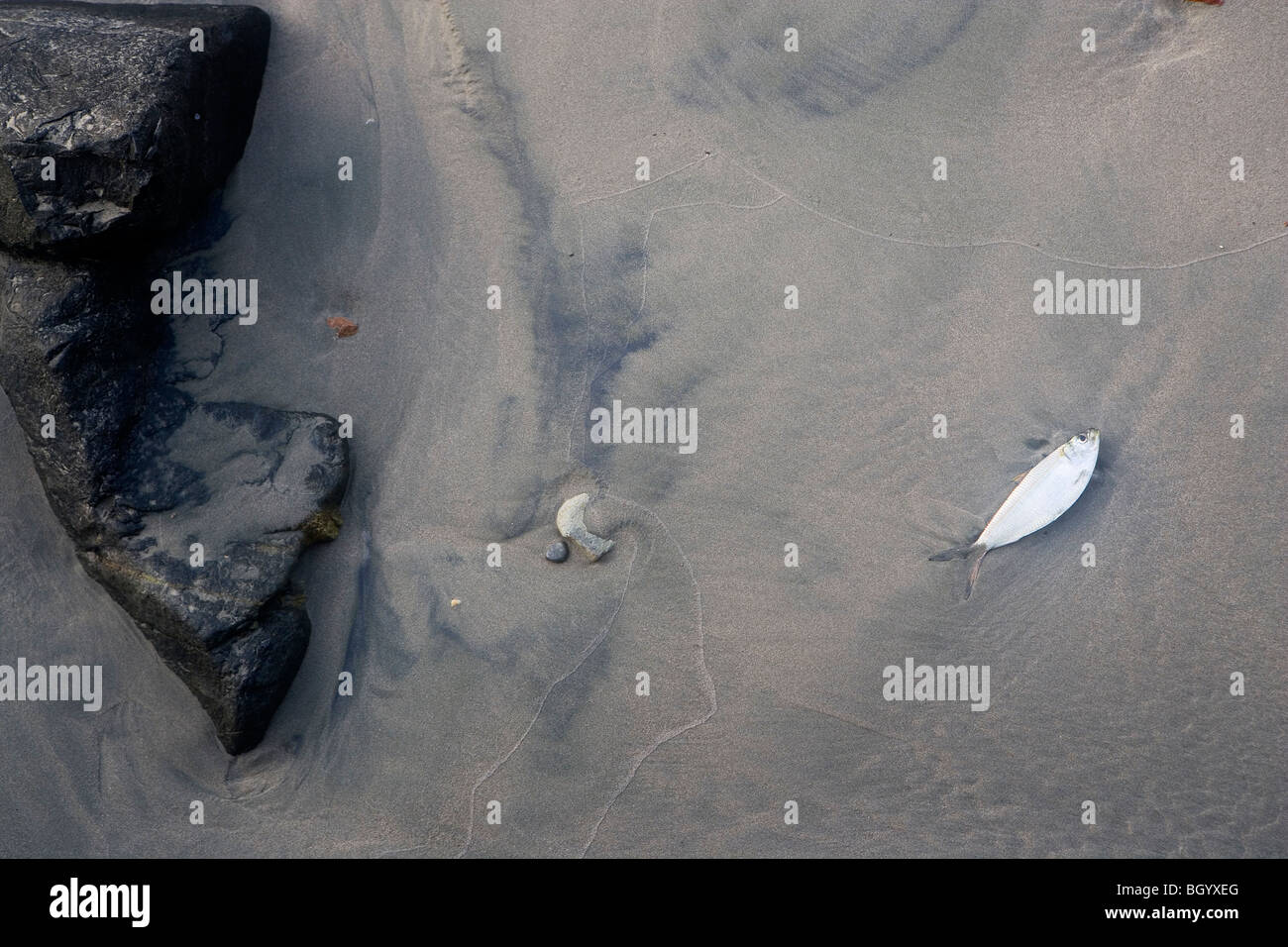 Dead Fish on the Beach in the Sand Stock Photo - Alamy