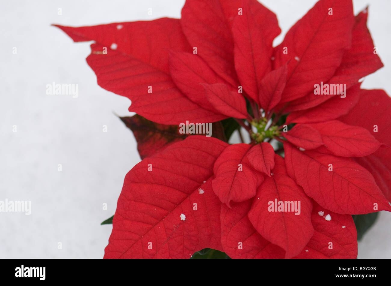 Poinsettia snow hi-res stock photography and images - Alamy