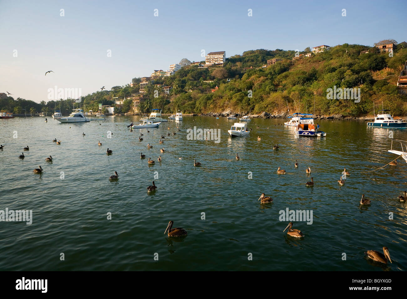 Floating on Pelican Bay Stock Photo - Alamy