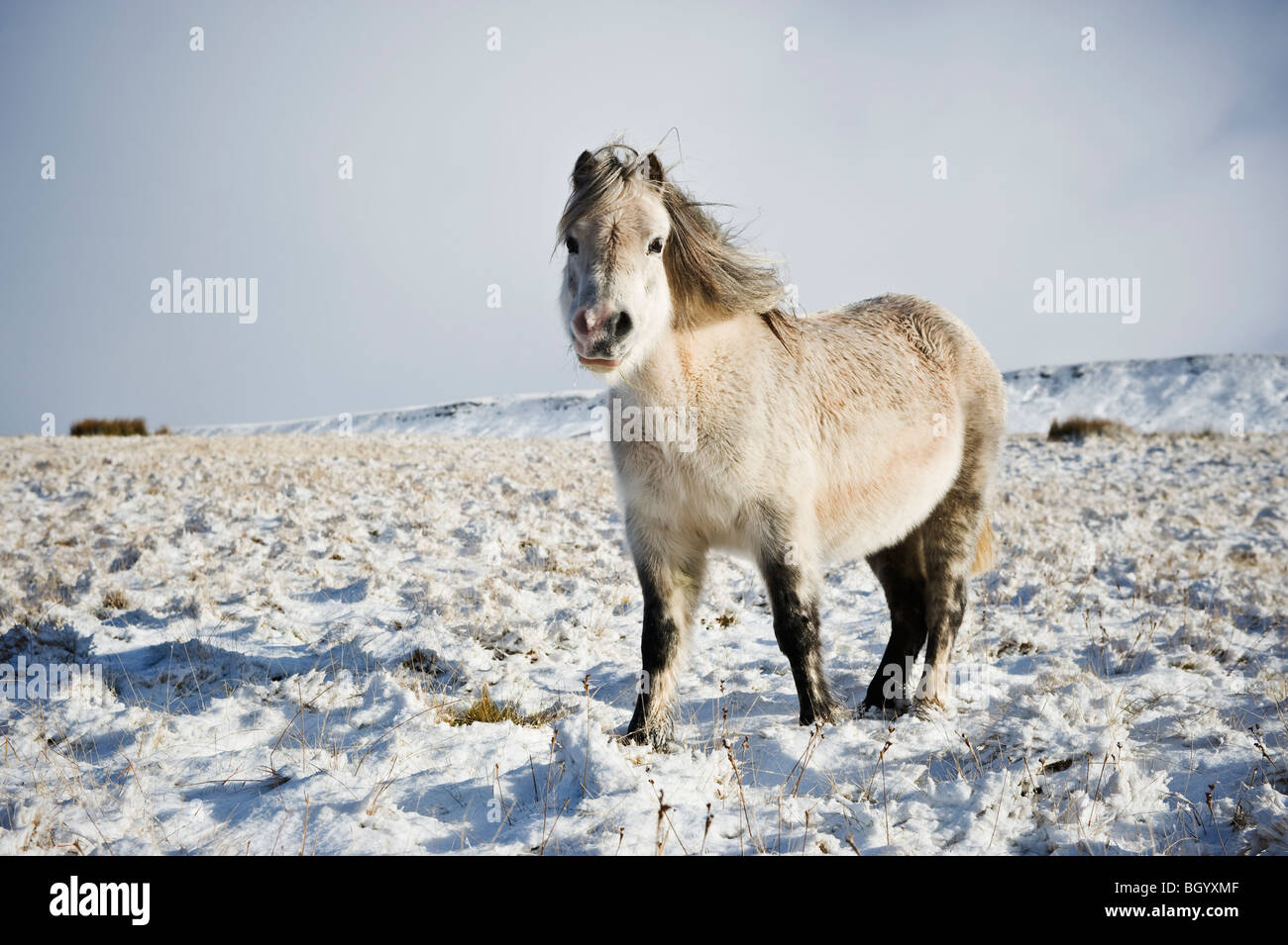 Welsh pony snow hi-res stock photography and images - Alamy