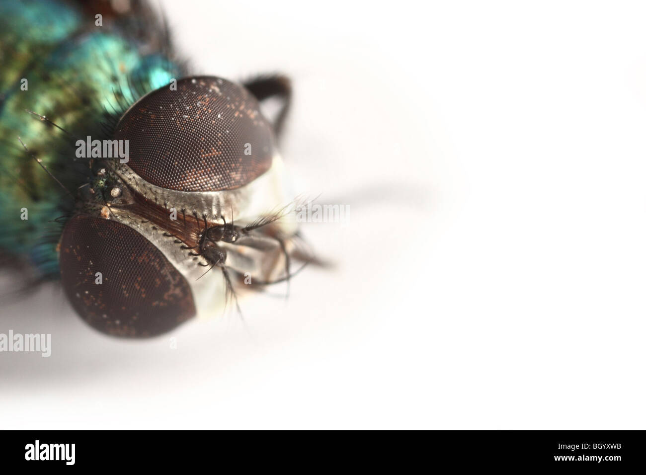 Muscid or blow flies hi-res stock photography and images - Alamy
