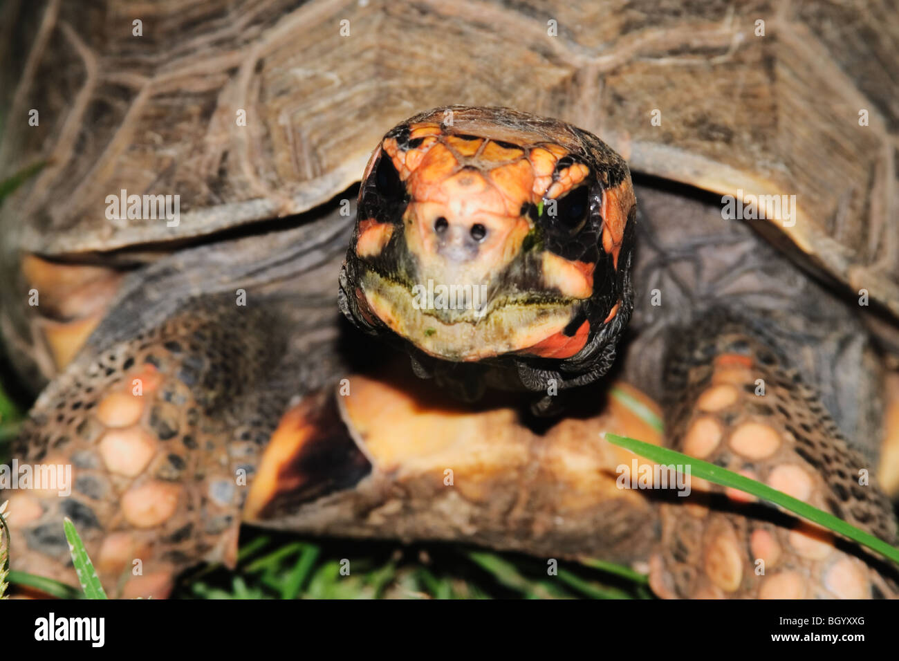 Red Footed Tortoise (Geochelone carbonaria) native to South America ...